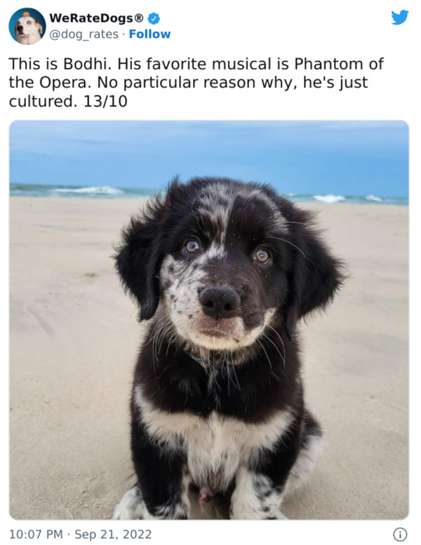 People rate dogs, but in the end every pup is a 10 out of 10 winner
