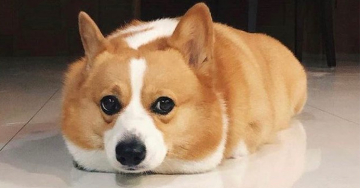 People rate dogs, but in the end every pup is a 10 out of 10 winner