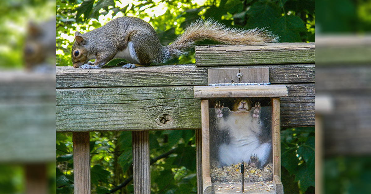 Animals getting stuck is joke that never gets old