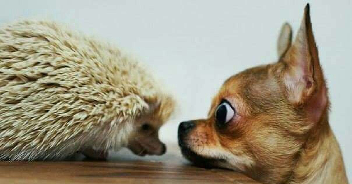 A compilation of fun & awesome animals