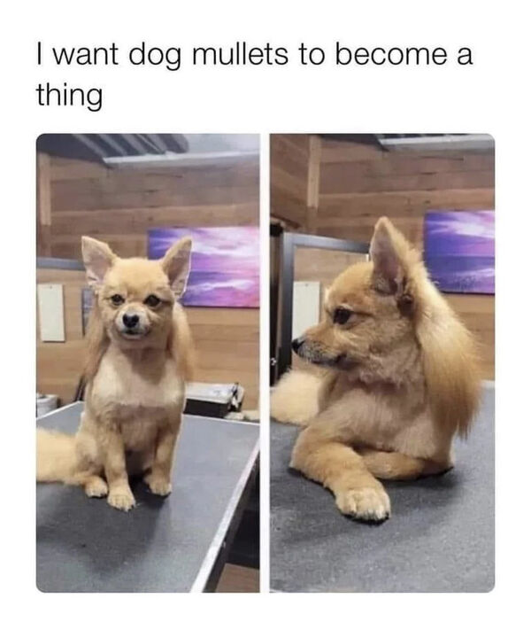 Dogs Are Awesome