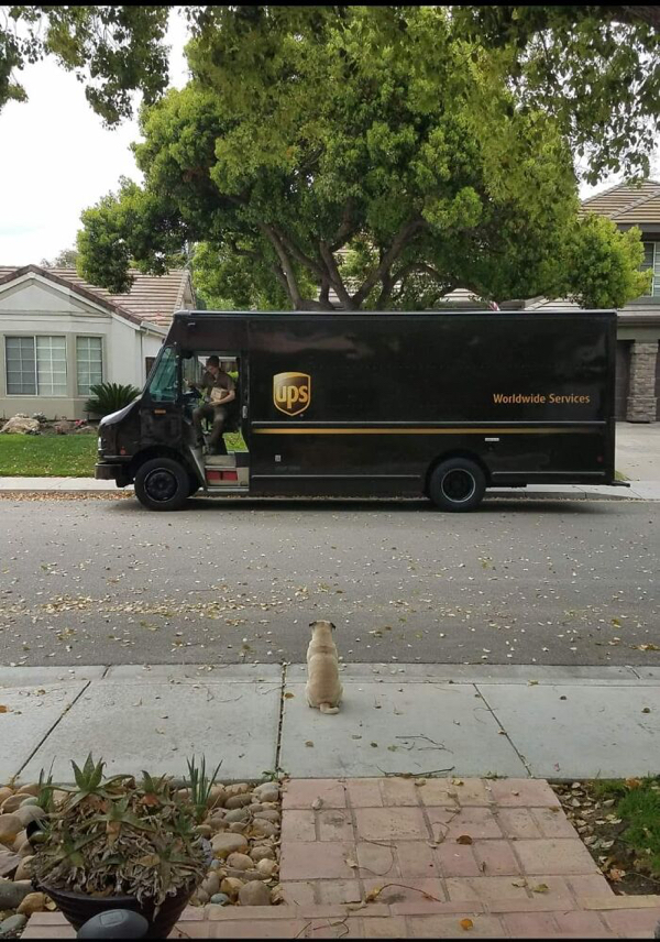 UPS drivers whose drives are made perfect by some furry friends