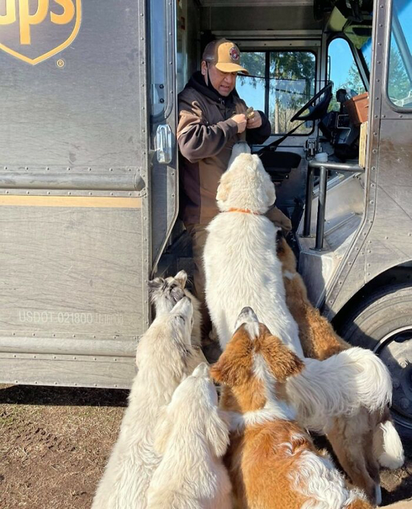 UPS drivers whose drives are made perfect by some furry friends