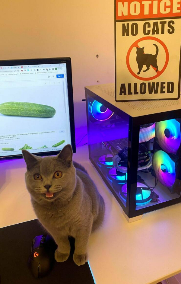 Who Let the Cats Out?!