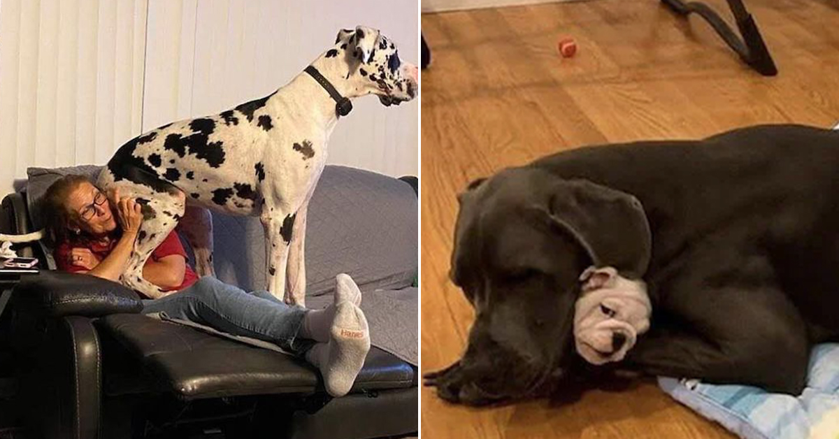 great dane