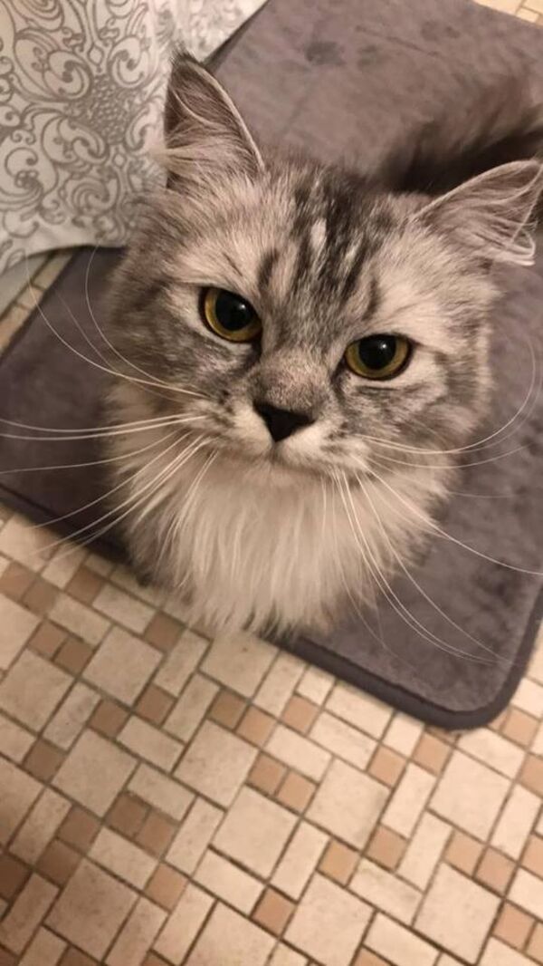 Cats Are Here, Must Be Saturday