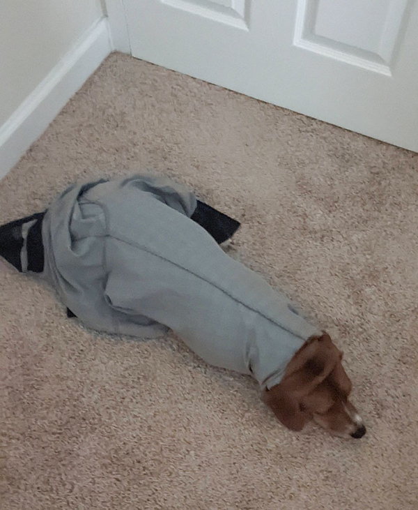 Animals getting stuck is joke that never gets old