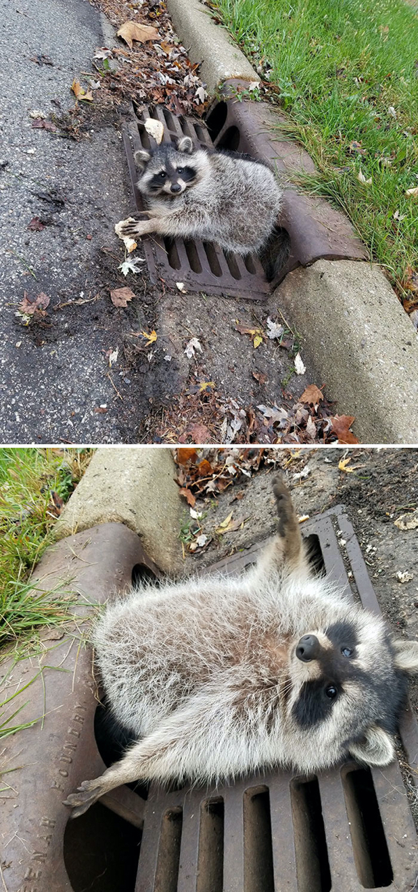 Animals getting stuck is joke that never gets old