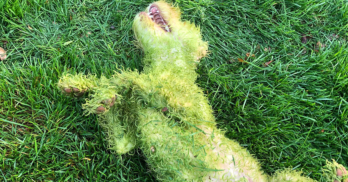 theCHIVE - Funny Pictures, Photos, Memes & Videos – theCHIVE.com