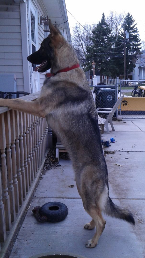 The bigger the dogs, the more love to go around