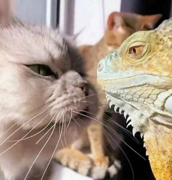 The Cats Have Awoken, and So Shall You