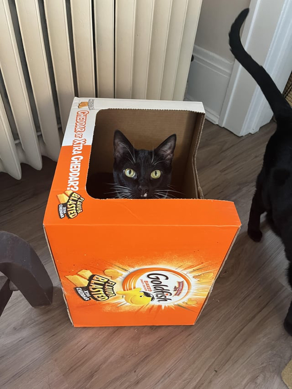 Trapping cats in the wild of your own home