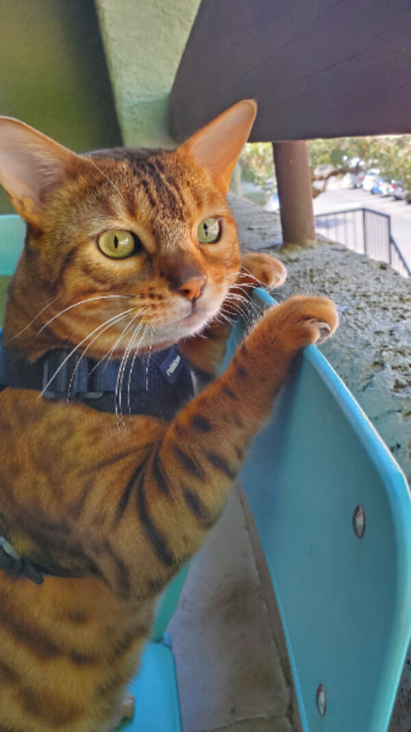 The Cats Have Awoken, and So Shall You