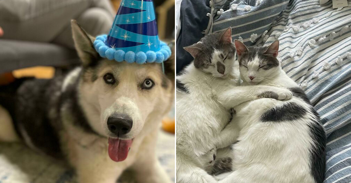 Animals that got a second chance at life are the best thing we've seen