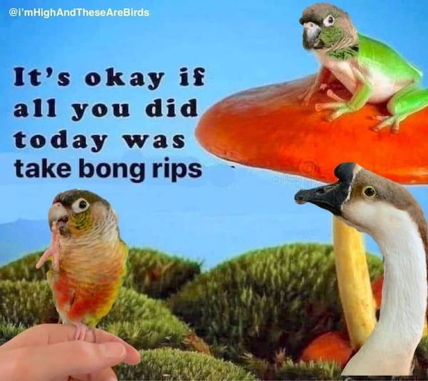 Prepare for 420 tomorrow with these funny and surreal memes.