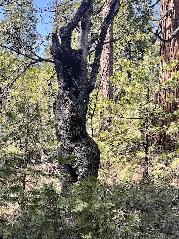 These images are tripping me out, man