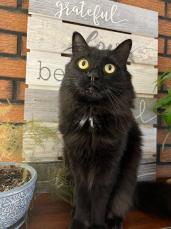 It’s Saturday? Release the Cats! (29 Photos)