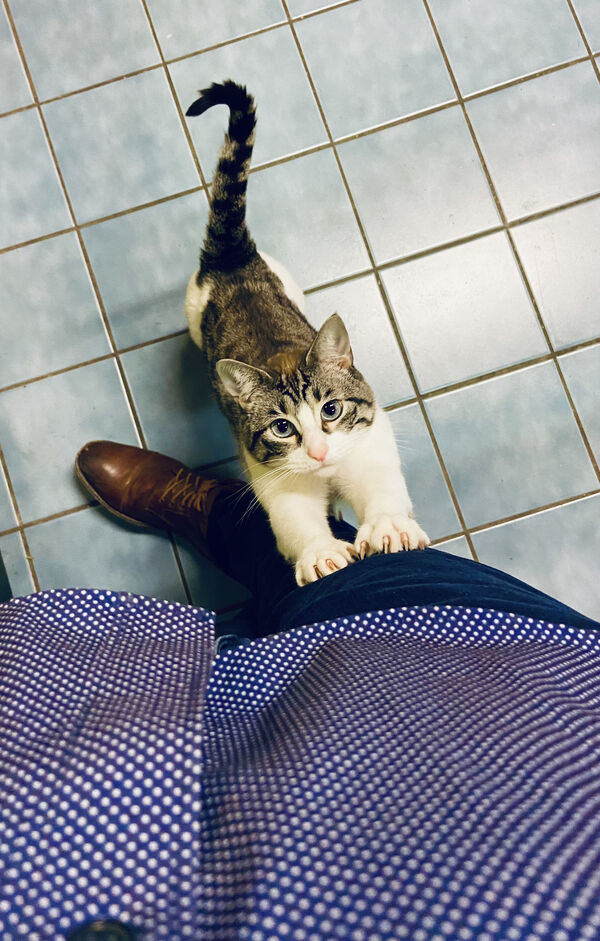 It’s Saturday? Release the Cats! (29 Photos)