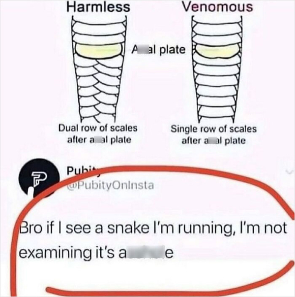 Low-res jokes with high-definition laughs
