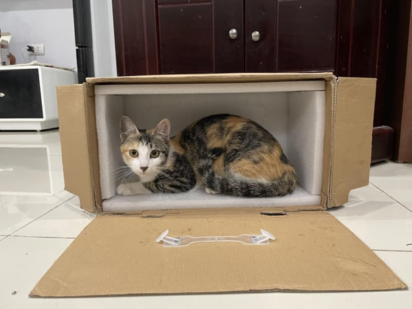 Trapping cats in the wild of your own home