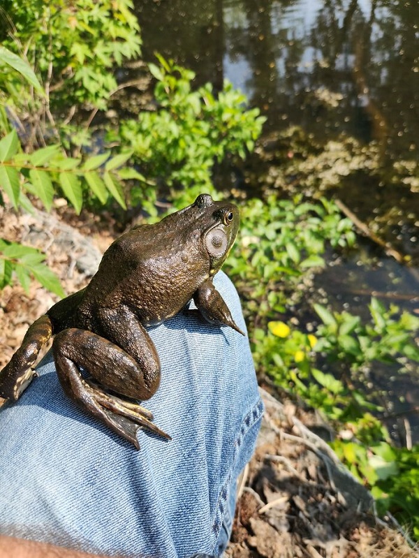 Frogs Are Hilariously Awesome
