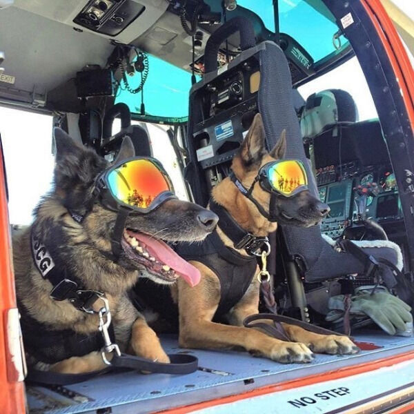 These Dogs RUN Cute Town