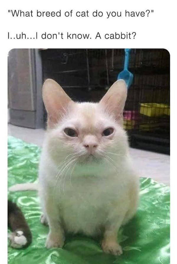 Ani-memes that will make you howl with laughter