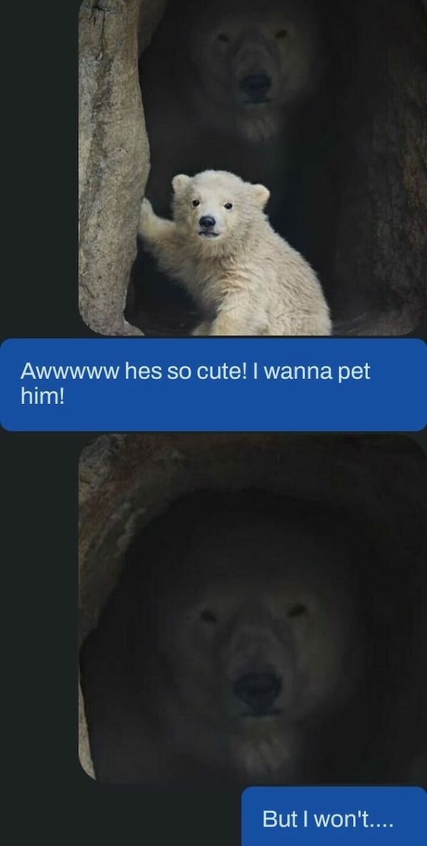 Ani-memes that will make you howl with laughter