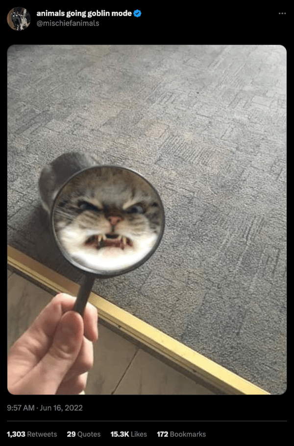 Get ready: These animals are in goblin mode