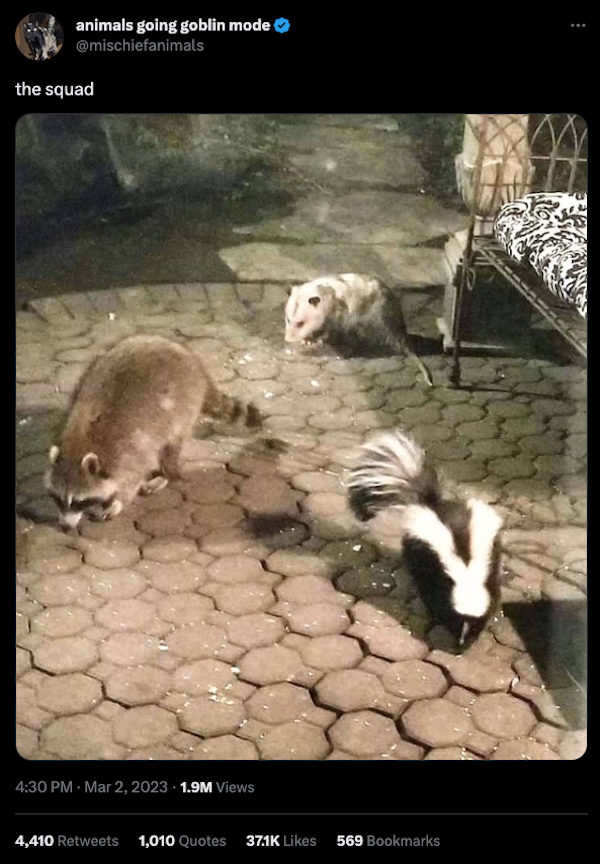 Get ready: These animals are in goblin mode