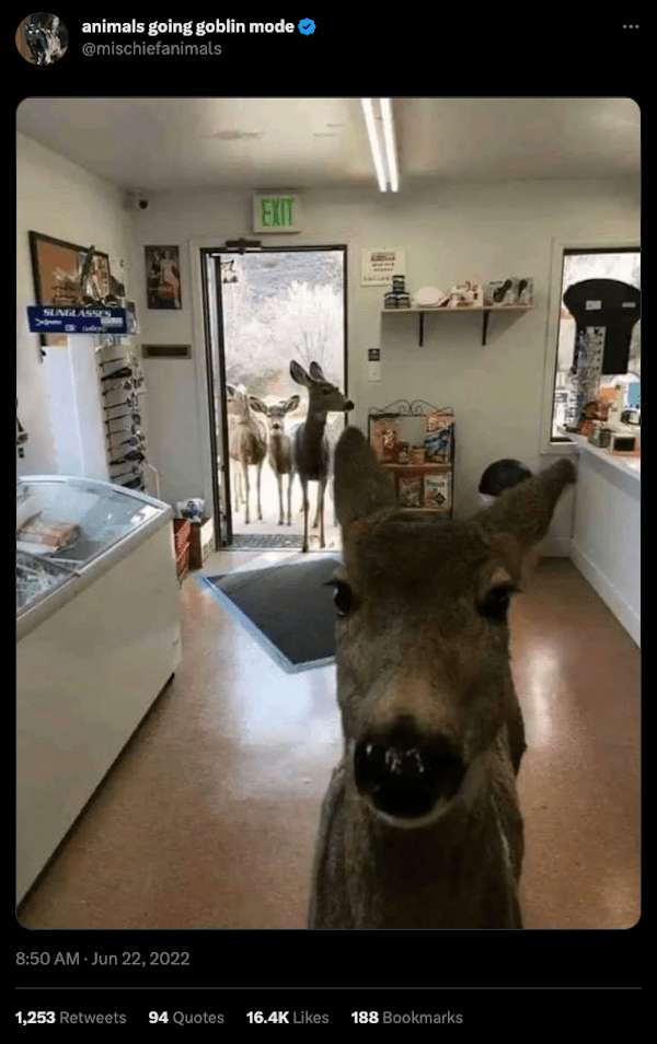 Get ready: These animals are in goblin mode