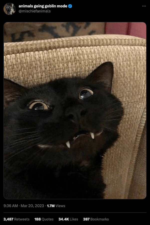 Get ready: These animals are in goblin mode