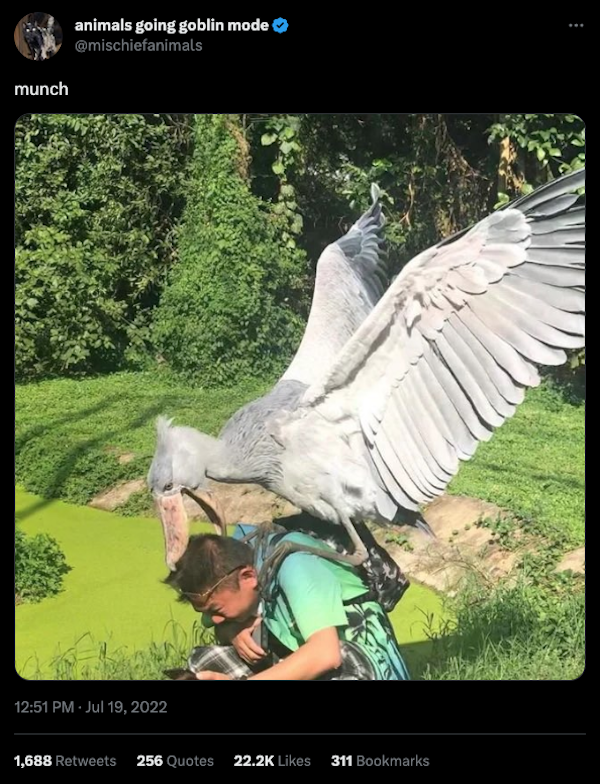 Get ready: These animals are in goblin mode