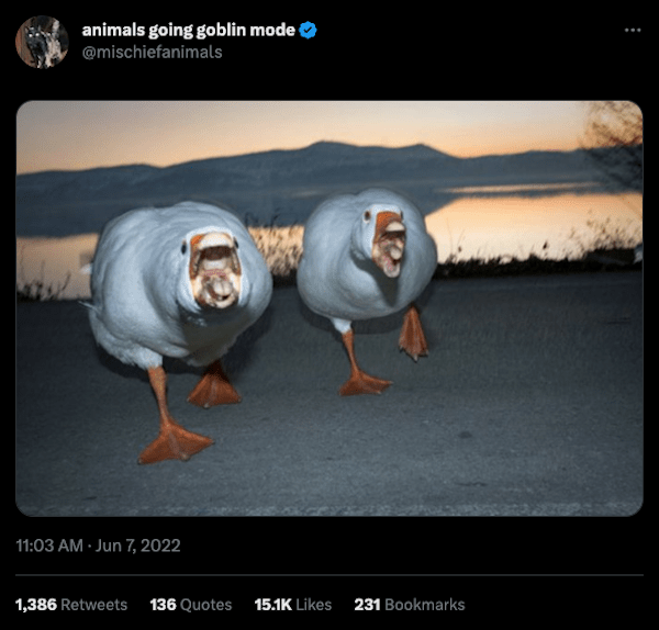 Get ready: These animals are in goblin mode