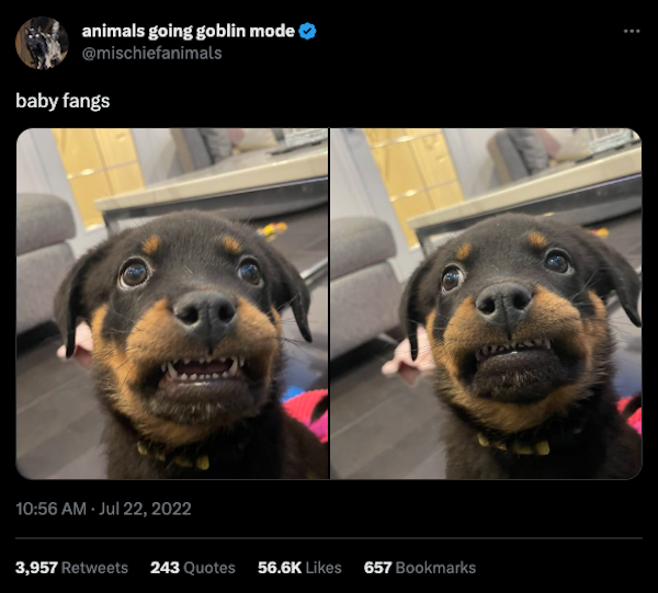 Get ready: These animals are in goblin mode