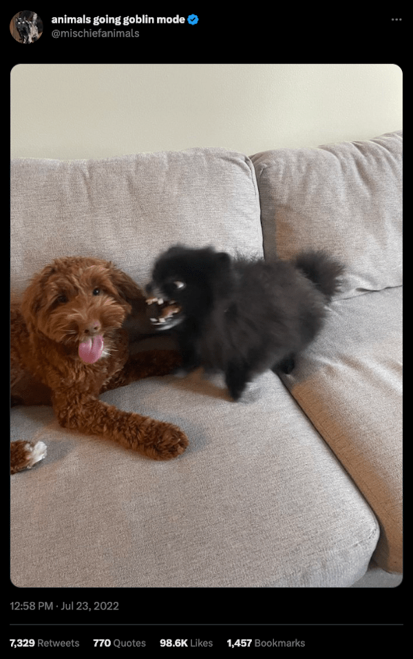 Get ready: These animals are in goblin mode
