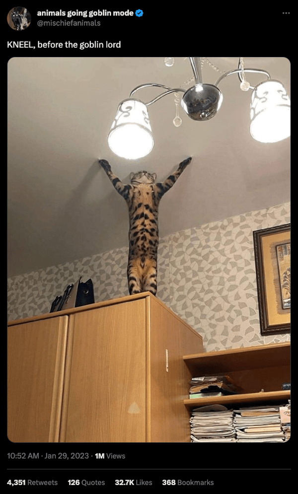 Get ready: These animals are in goblin mode