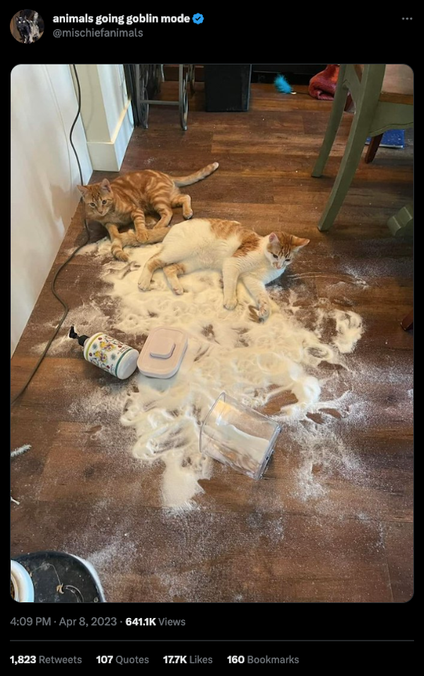 Get ready: These animals are in goblin mode