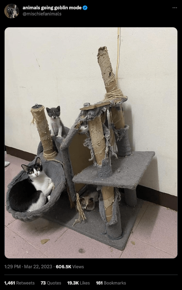 Get ready: These animals are in goblin mode
