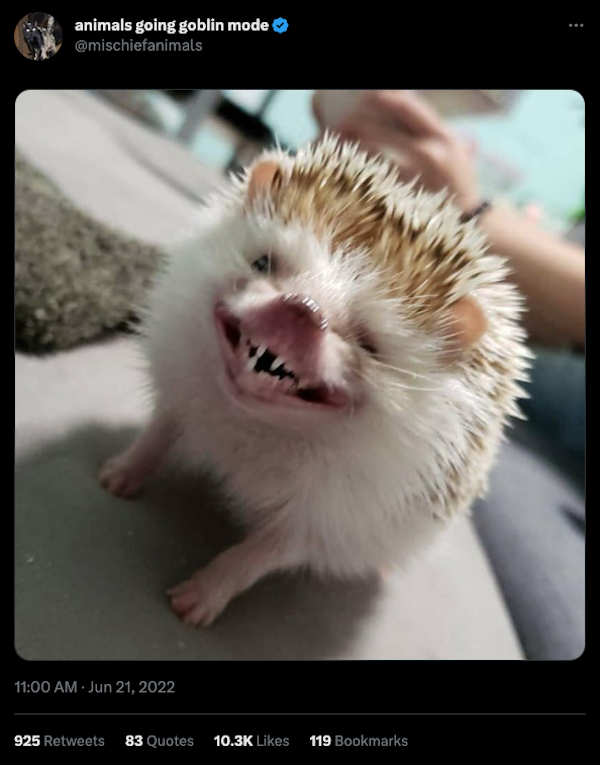 Get ready: These animals are in goblin mode