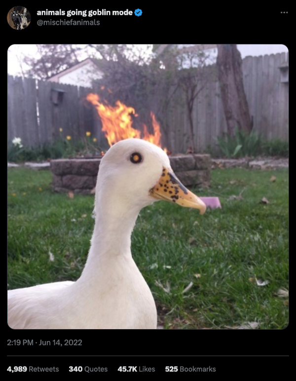 Get ready: These animals are in goblin mode