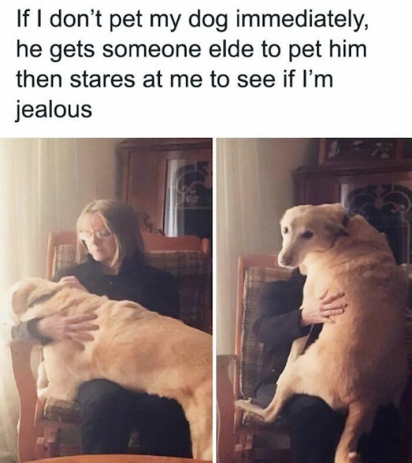 Dog memes never fail to bring a smile to our faces