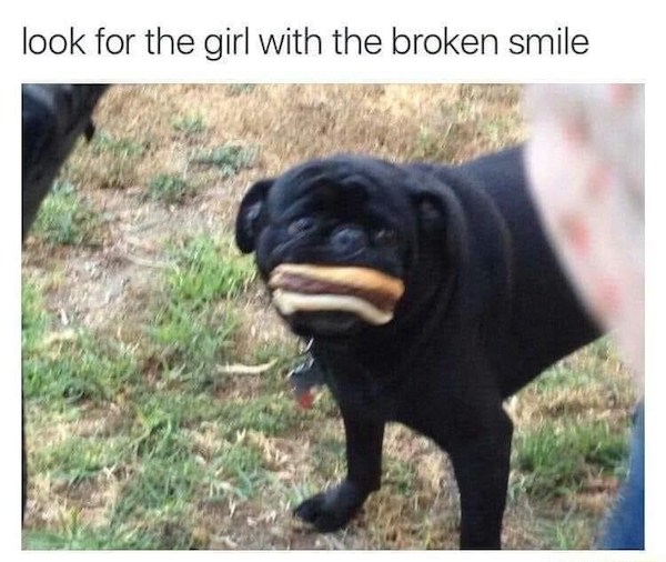 Dog memes never fail to bring a smile to our faces