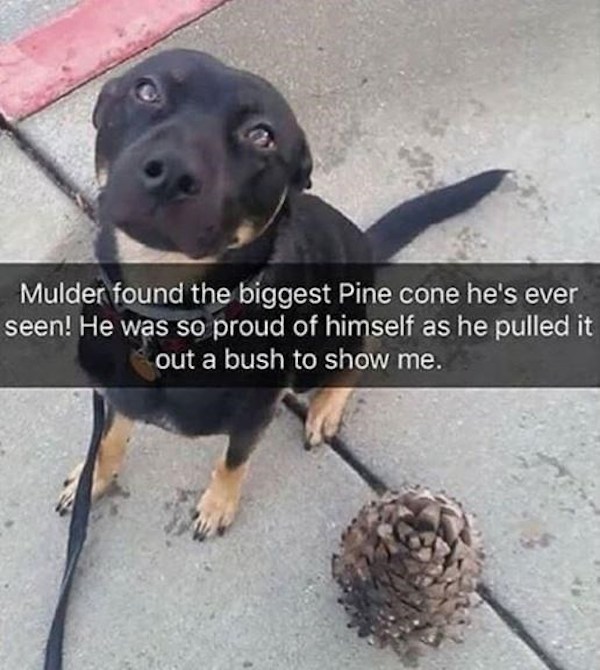 Dog memes never fail to bring a smile to our faces