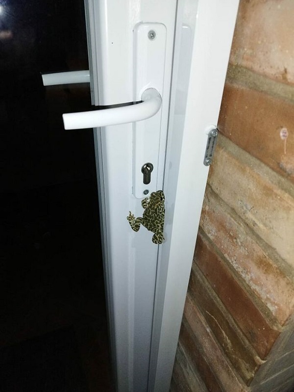 Frogs Are Hilariously Awesome