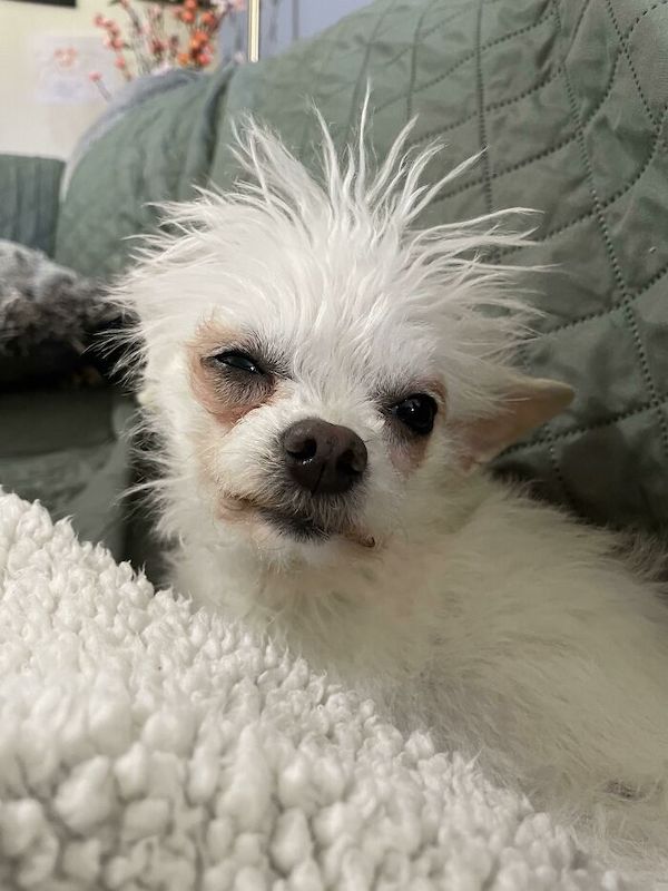 These dogs appear to be malfunctioning ever so slightly...