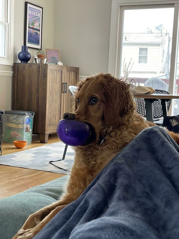 These dogs appear to be malfunctioning ever so slightly...