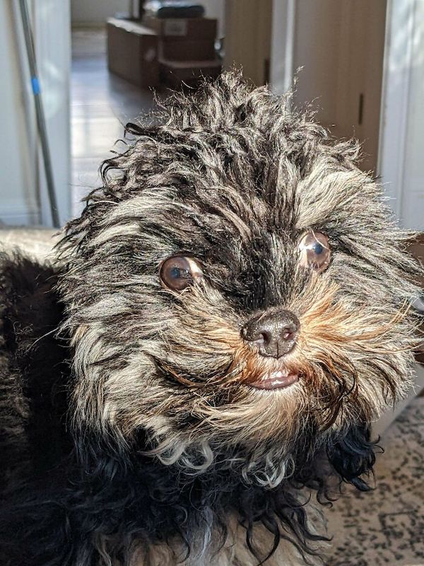 These dogs appear to be malfunctioning ever so slightly...