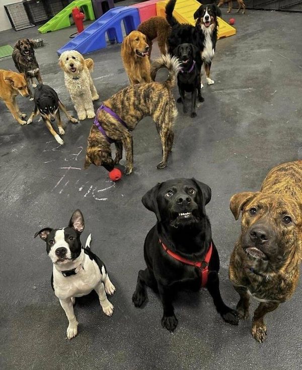 These dogs appear to be malfunctioning ever so slightly...