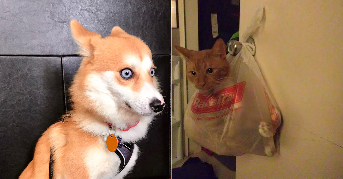 We admit it: We love it when our pets are overly dramatic